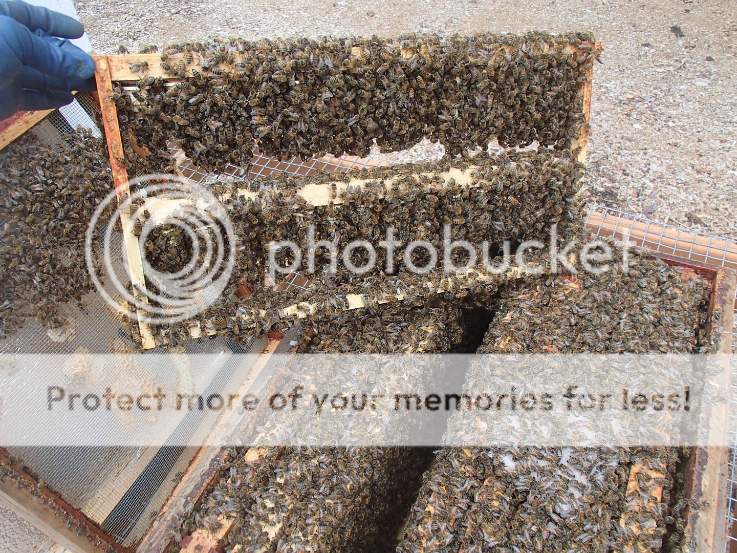 Honeybee Genetics and Breeding Bees | Page 2 | Beesource Beekeeping Forums